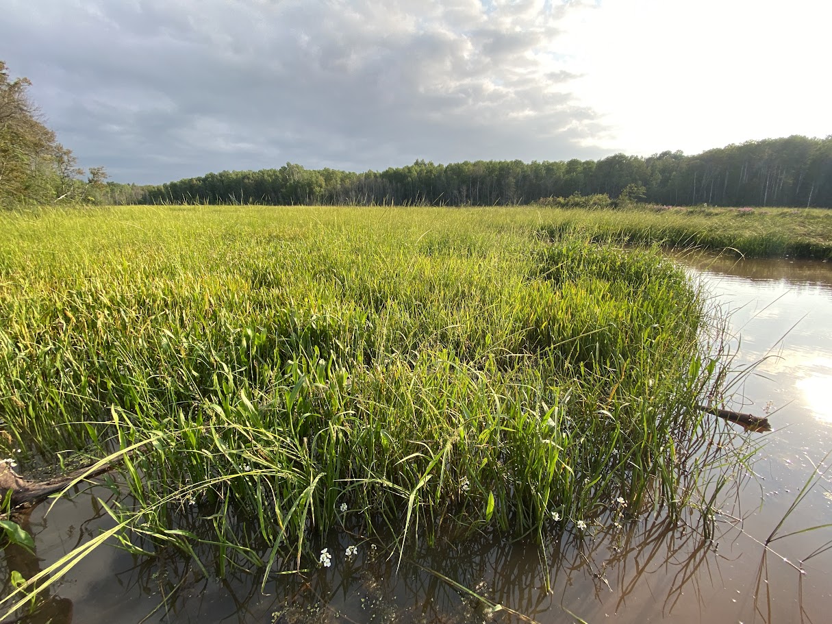 The River Talks: More Manoomin: Wild Rice Restoration in the Estuary ...